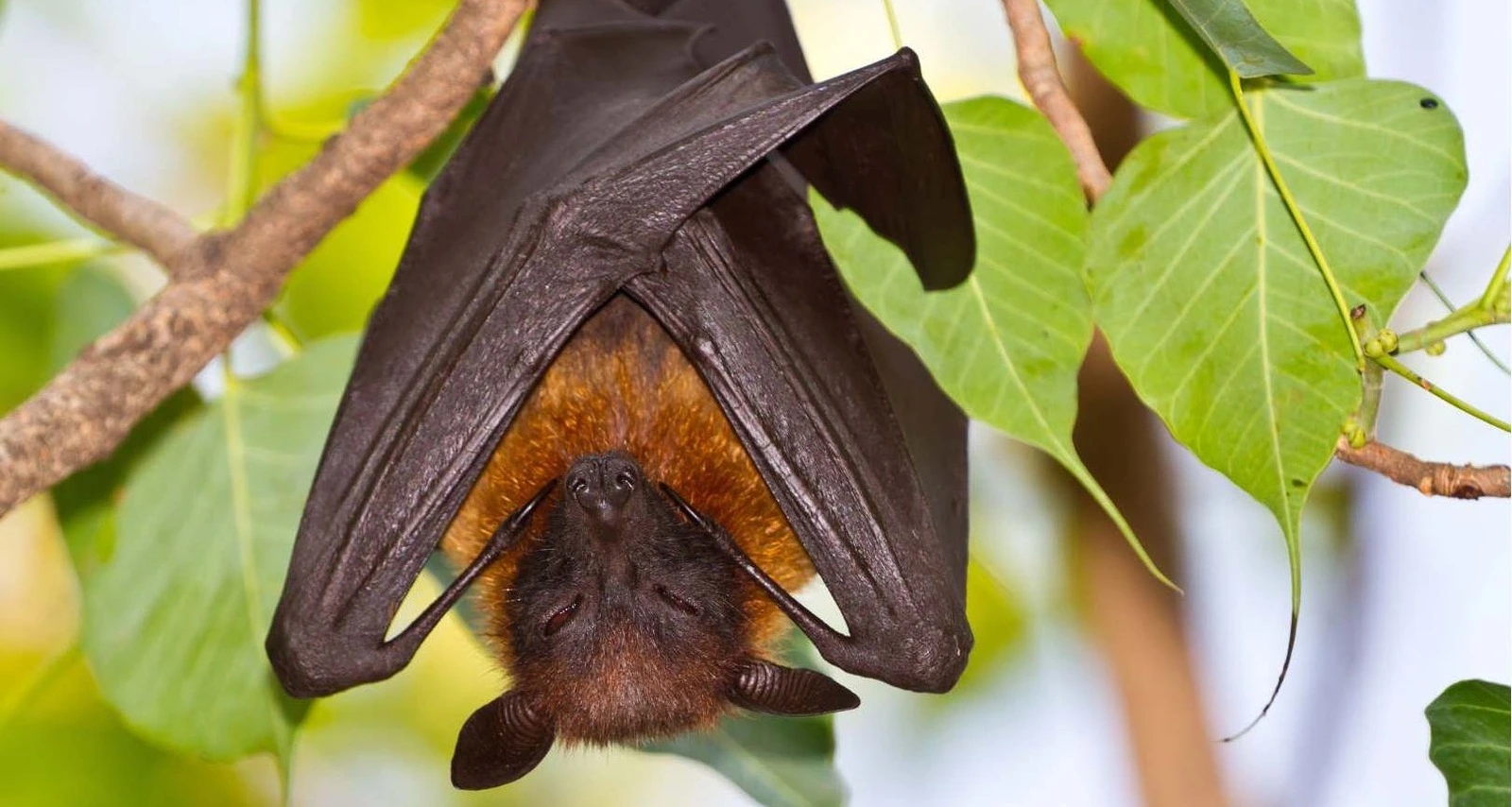 How to Get Rid of Bats in West Virginia | Petti Pest Control