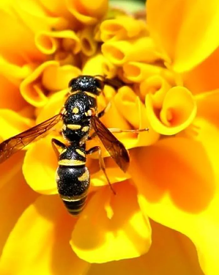 STANDALONE LANDING PAGE TEMPLATE | Services | Petti Pest Control